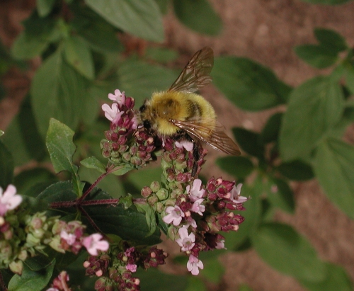 The Economic Importance of Bee$, BeeSpotter, University of Illinois