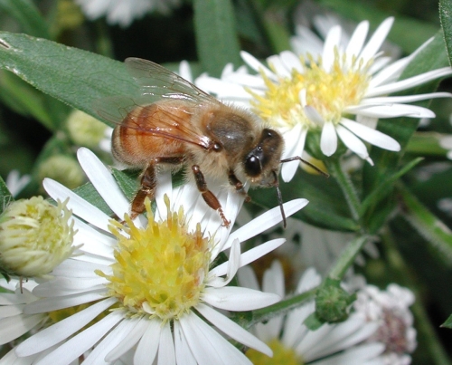 The Economic Importance of Bee$, BeeSpotter, University of Illinois