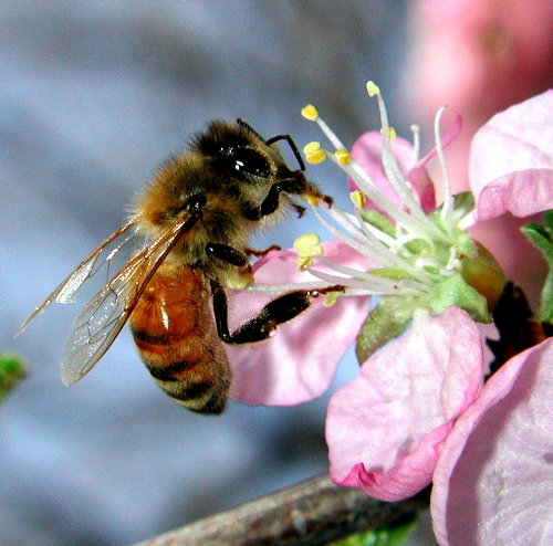 The Economic Importance of Bee$, BeeSpotter, University of Illinois