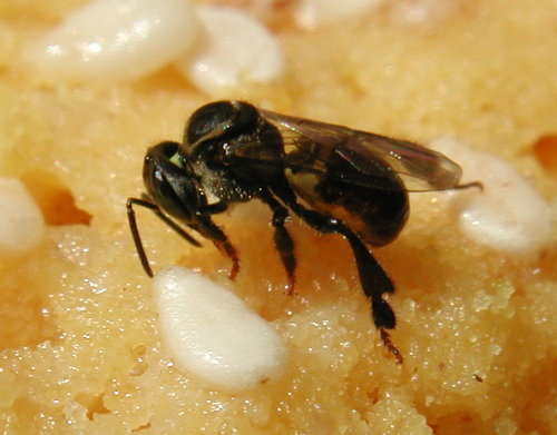 The Economic Importance of Bee$, BeeSpotter, University of Illinois